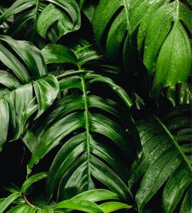 Oupas Funeral Services – Oupa's Funeral Services